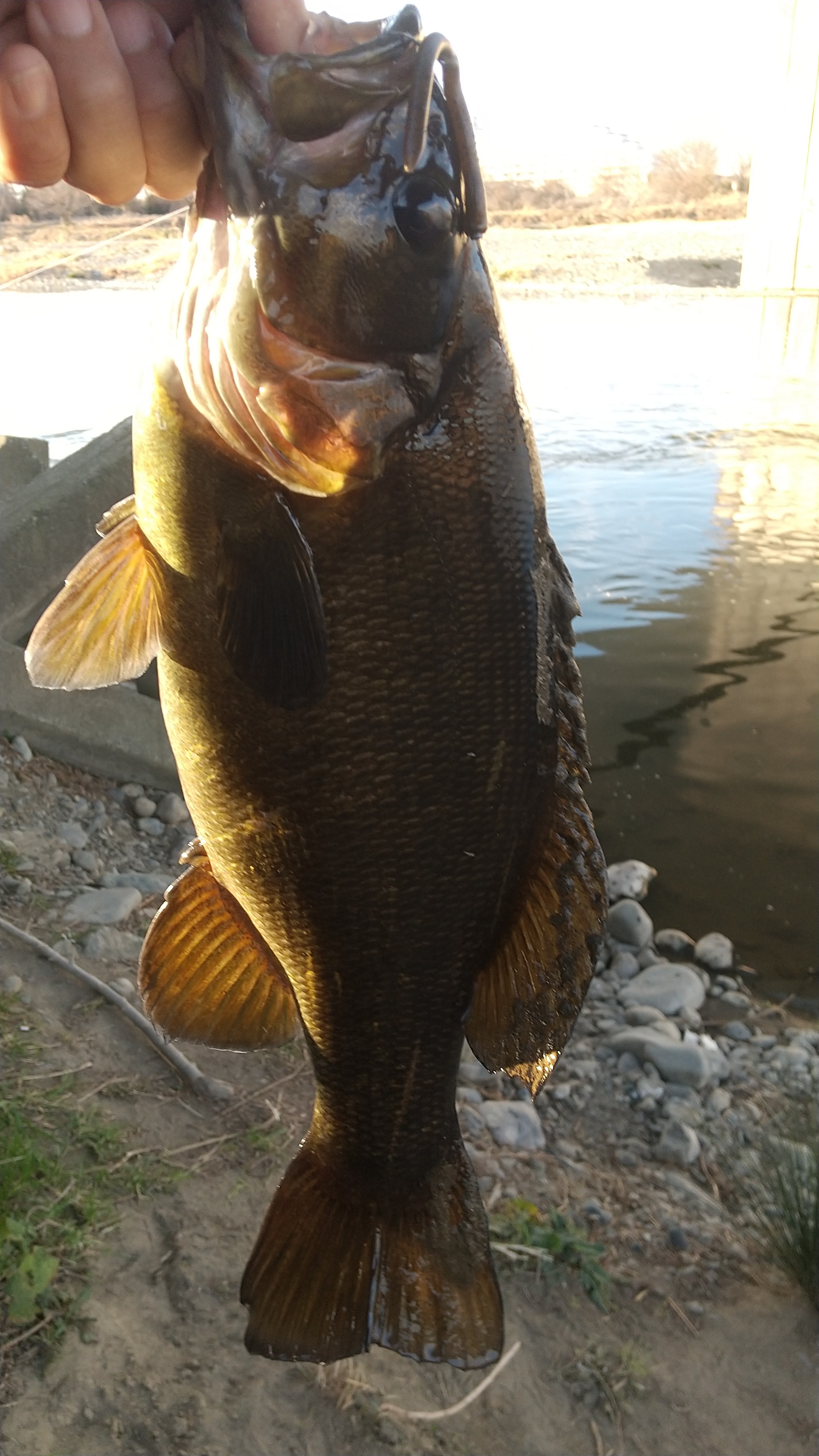 多摩川／是政橋～2025年初バス！: 建築士★さる課長チャンネル